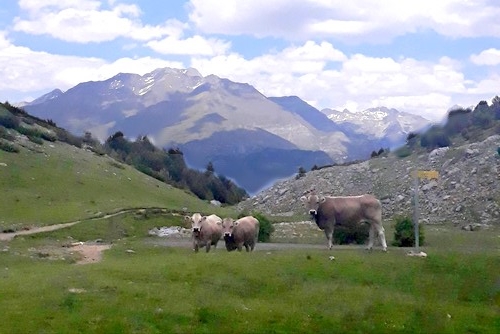 POCTEFA - Promotion de la viande bovine des Pyrénées